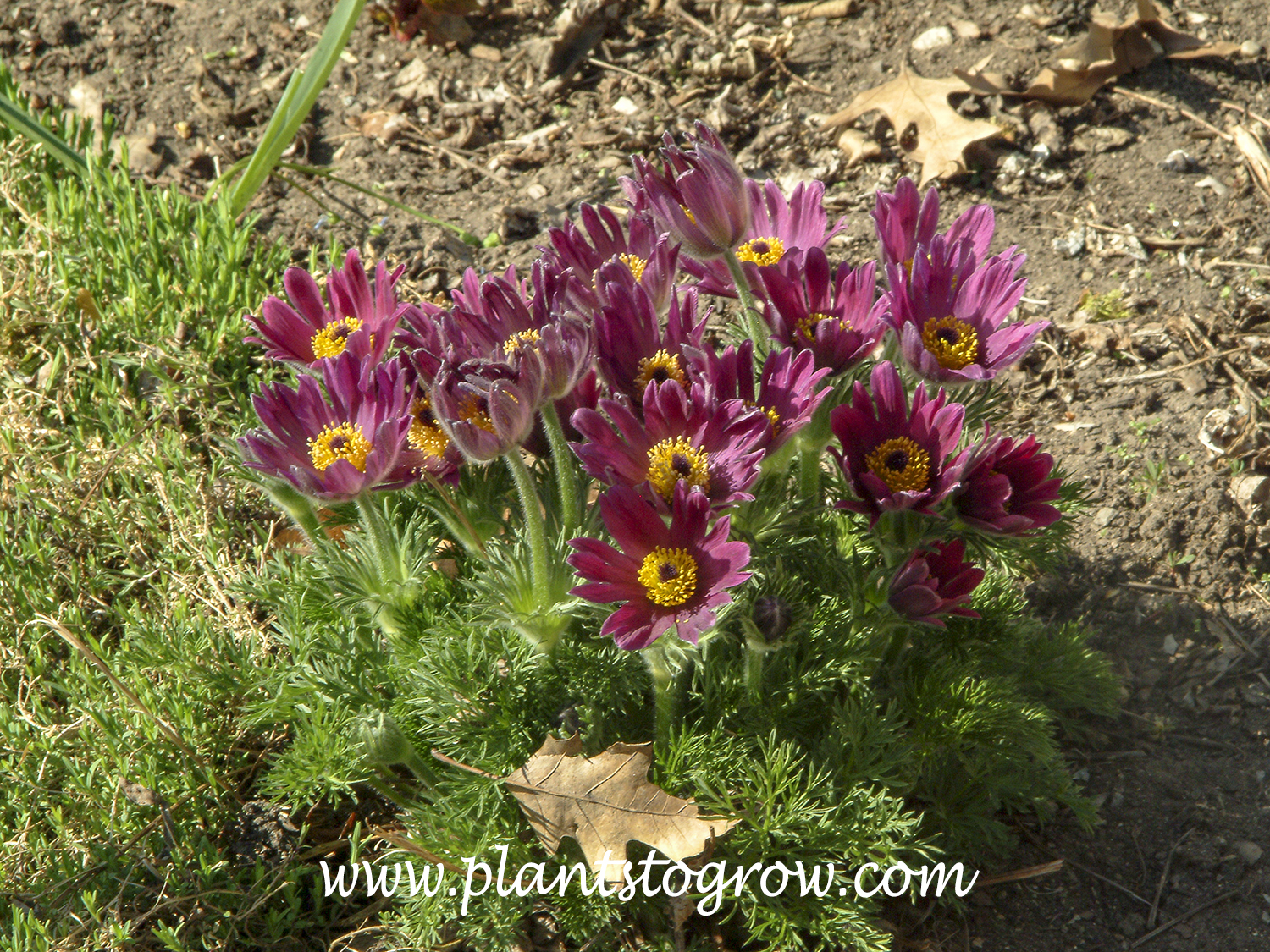 Red Pasque Flower (Pulsatilla vulgaris rubra) | Plants To Grow Plants ...