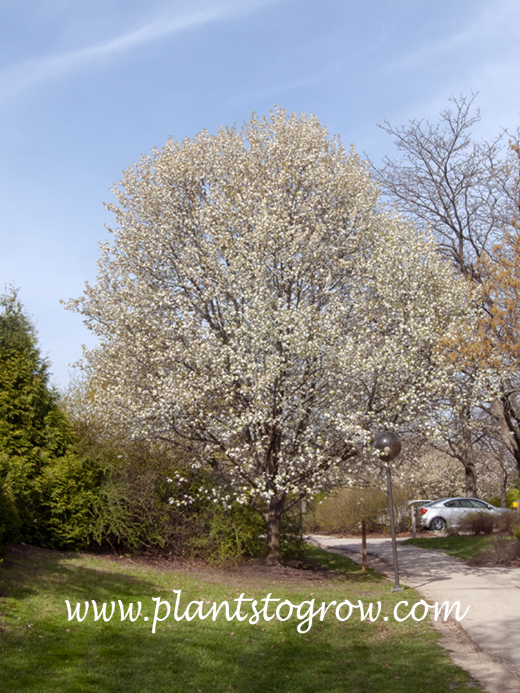 Trinity Callery Pear (Pyrus calleryana) | Plants To Grow Plants ...