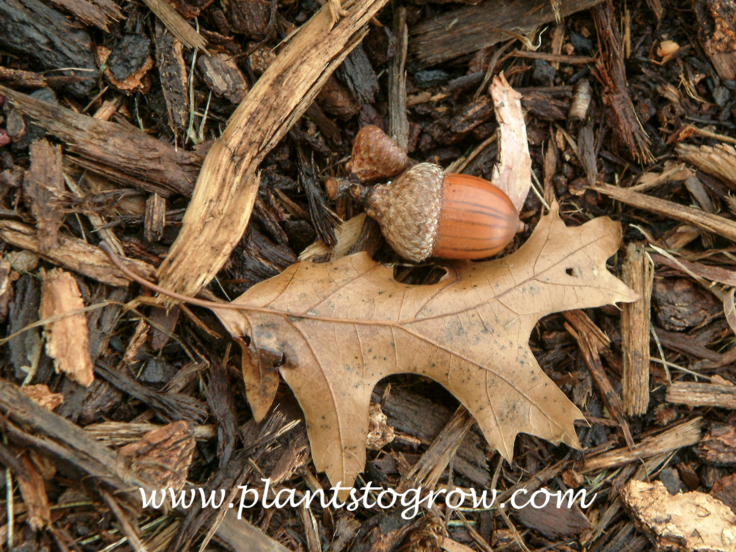 Scarlet Oak (Quercus coccinea) | Plants To Grow Plants Database by Paul ...