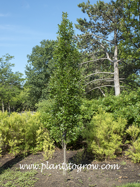 Green Pillar Oak (Quercus palustris) | Plants To Grow Plants Database ...