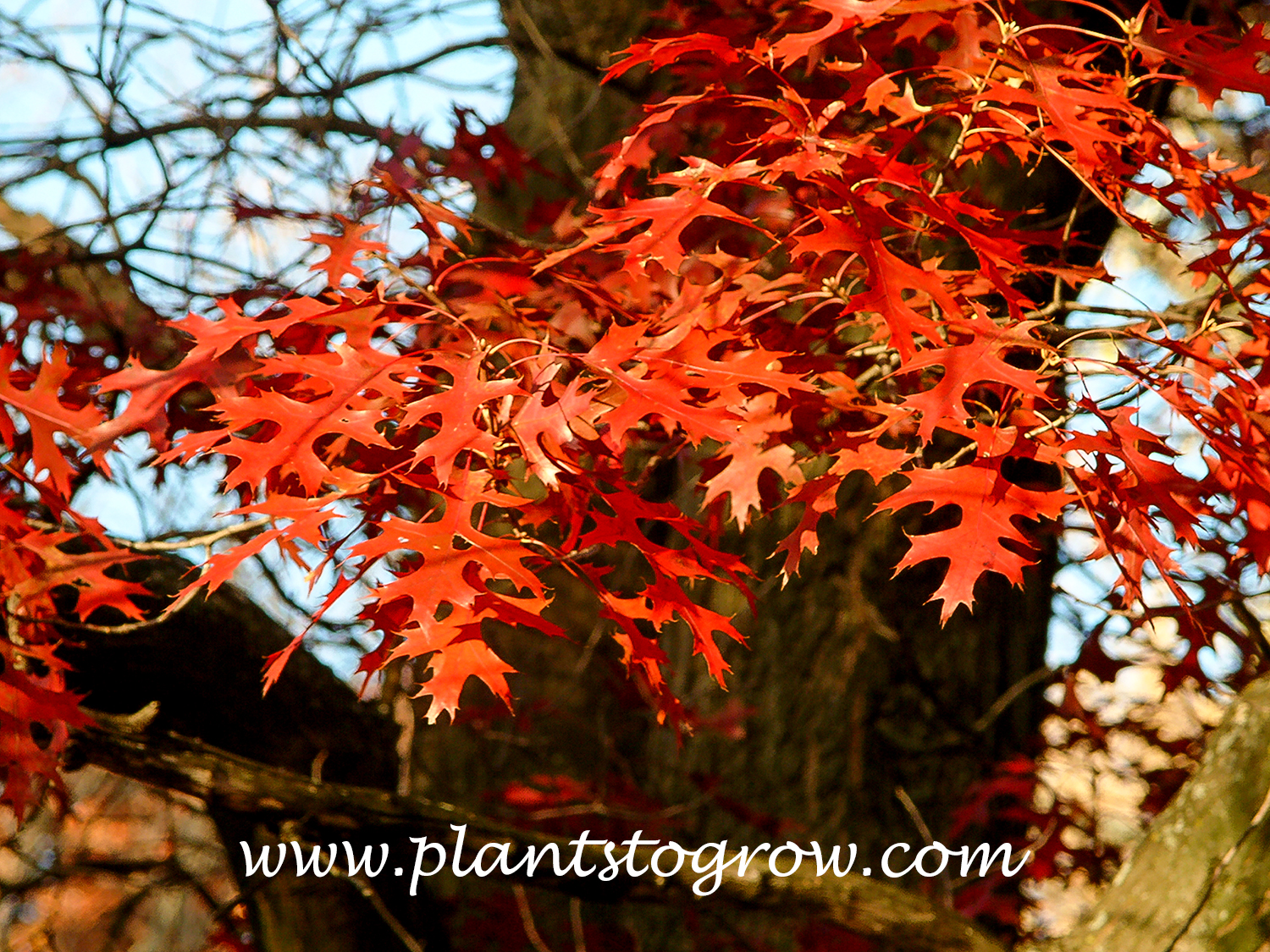 Pin Oak (Quercus palustris) | Plants To Grow Plants Database by Paul S ...