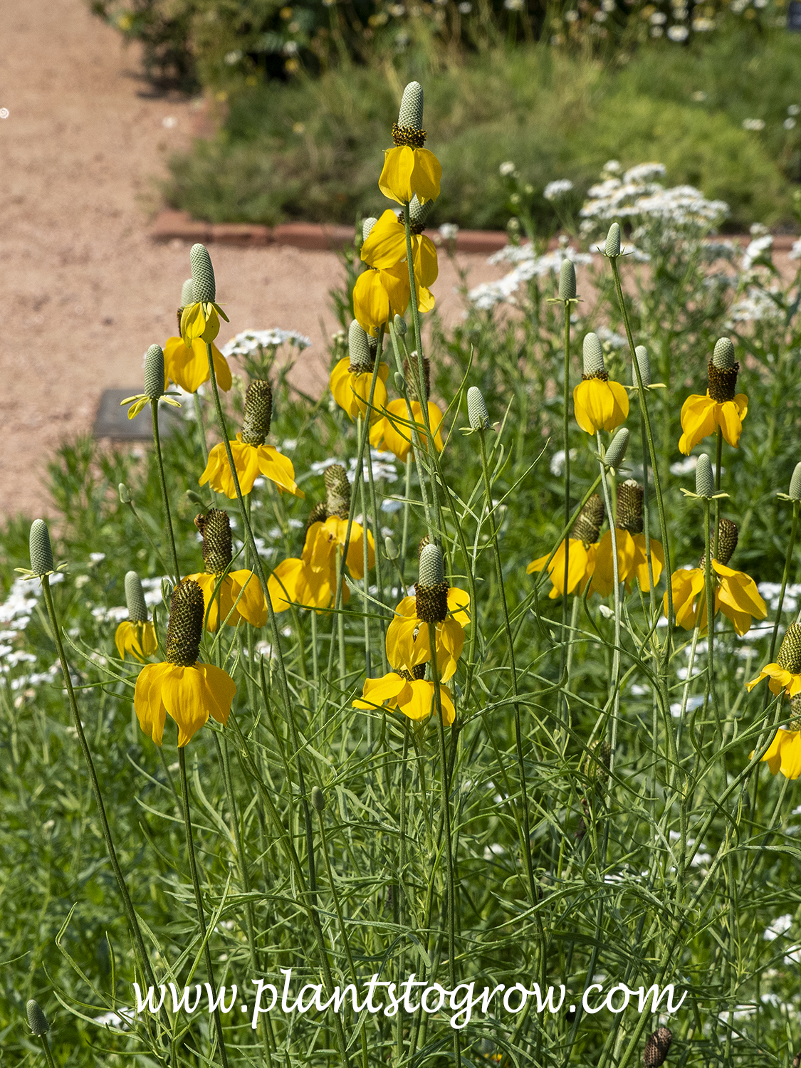 Mexican Hat (Ratibida columnifera forma pulcherrima) | Plants To Grow ...