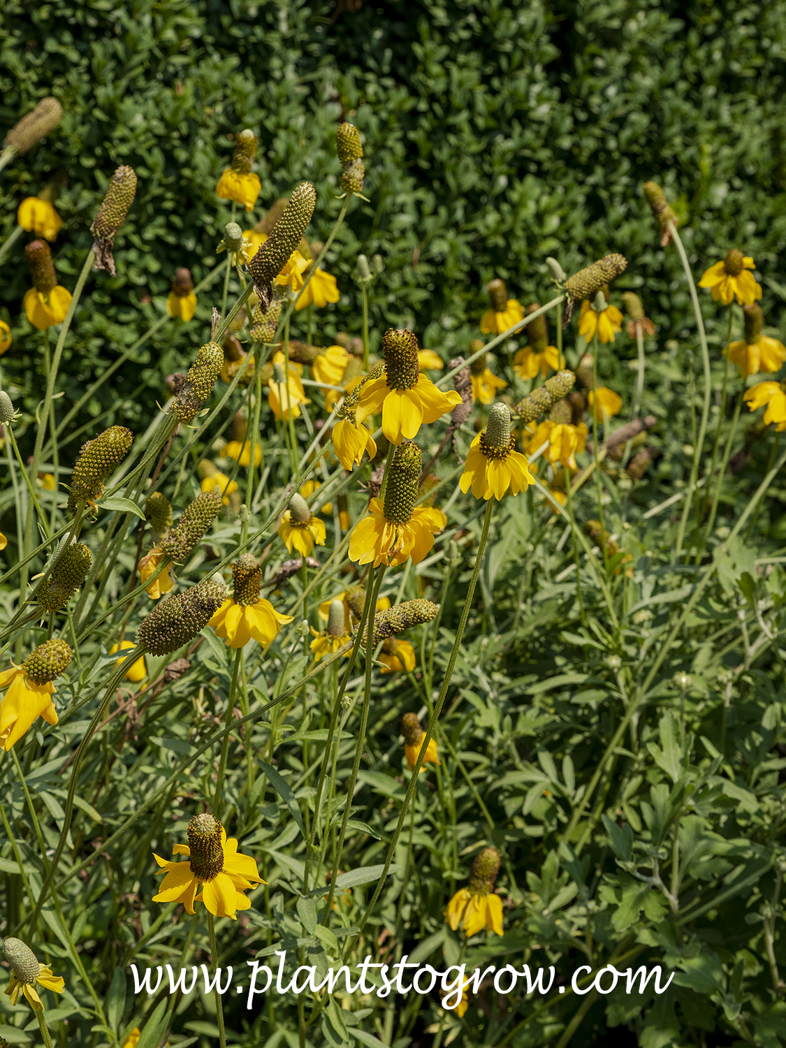 Mexican Hat (Ratibida columnifera forma pulcherrima) | Plants To Grow ...