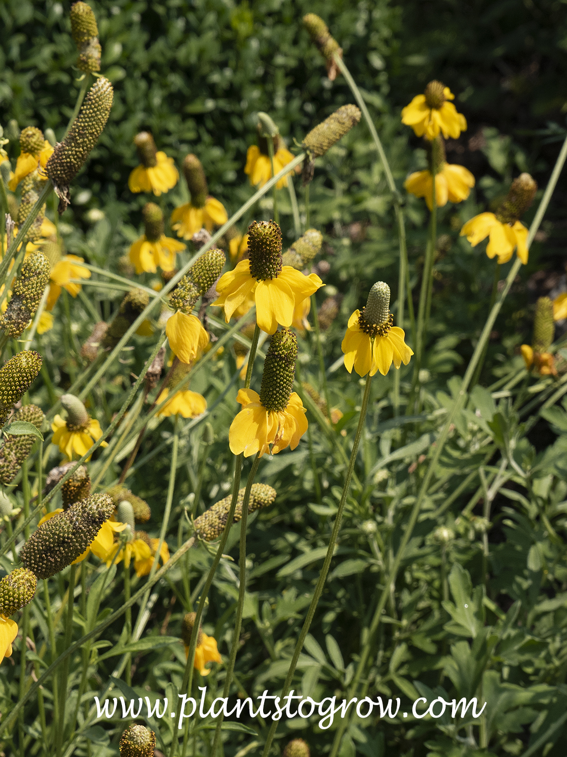 Mexican Hat (Ratibida columnifera forma pulcherrima) | Plants To Grow ...