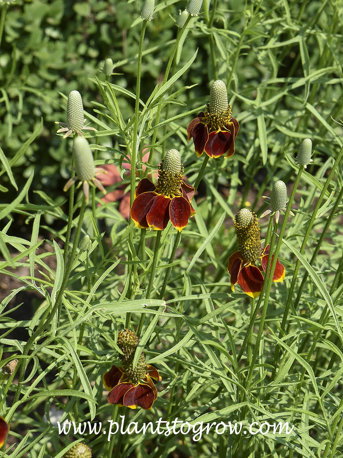 Mexican Hat (Ratibida columnifera forma pulcherrima) | Plants To Grow ...