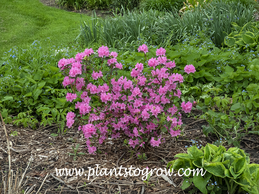 Olga Mezitt Rhododendron (Rhododendron) | Plants To Grow Plants ...