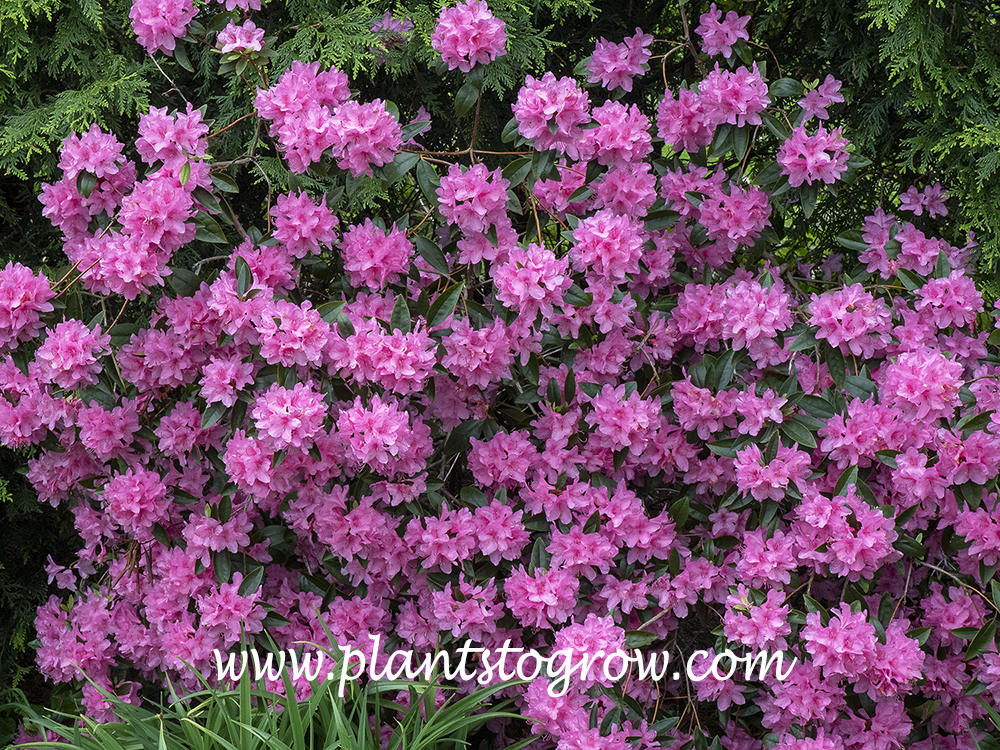 Aglo Rhododendron | Plants To Grow Plants Database by Paul S. Drobot