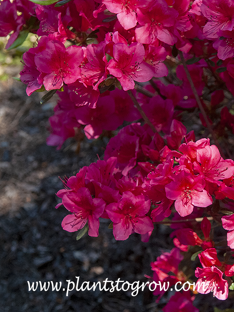 Bixby Rhododendron | Plants To Grow Plants Database by Paul S. Drobot