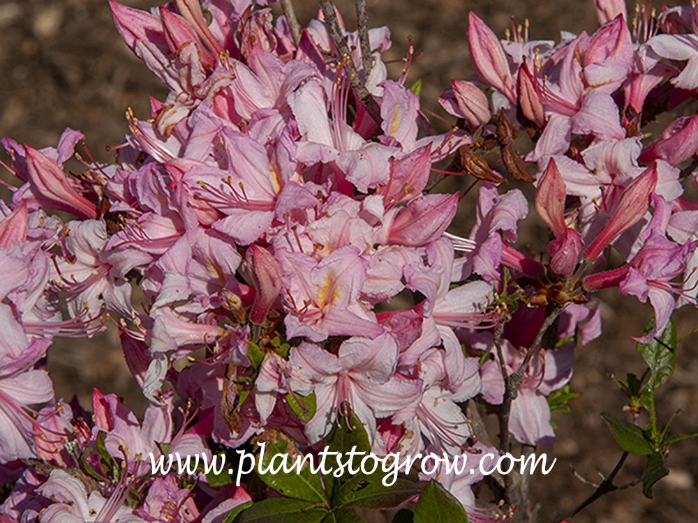 Candy Lights Rhododendron | Plants To Grow Plants Database by Paul S ...