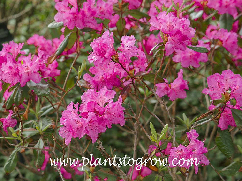 Rhododendron Landmark (Rhododendron) | Plants To Grow Plants Database ...