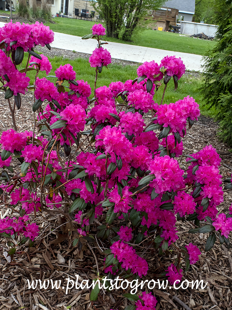 PJM Elite Rhododendron | Plants To Grow Plants Database by Paul S. Drobot