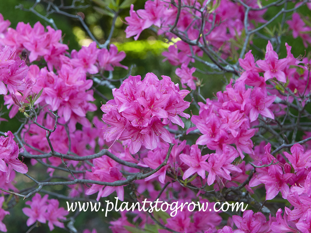 Rosy Lights Azalea | Plants To Grow Plants Database by Paul S. Drobot