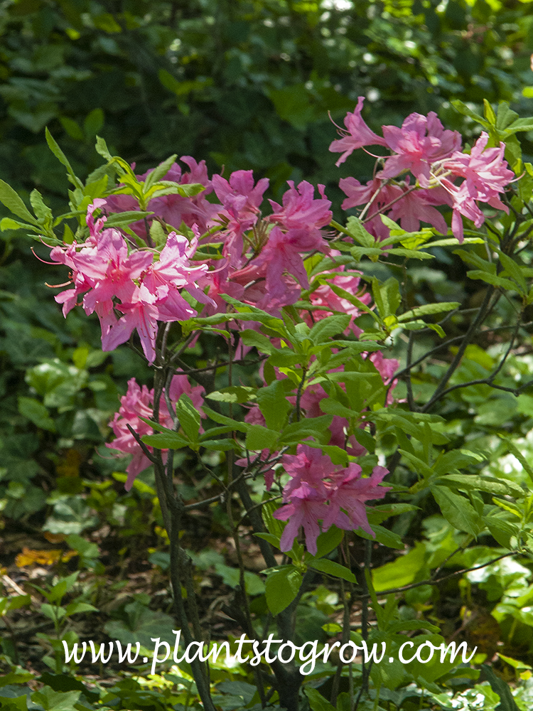 Rosy Lights Azalea | Plants To Grow Plants Database by Paul S. Drobot