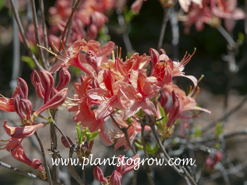 Spicy Lights Azalea (Rhododendron) | Plants To Grow Plants Database by ...