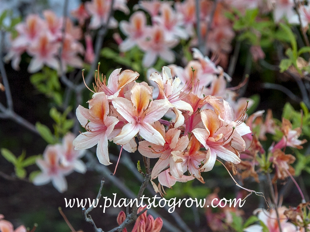 Spicy Lights Azalea (Rhododendron) | Plants To Grow Plants Database by ...
