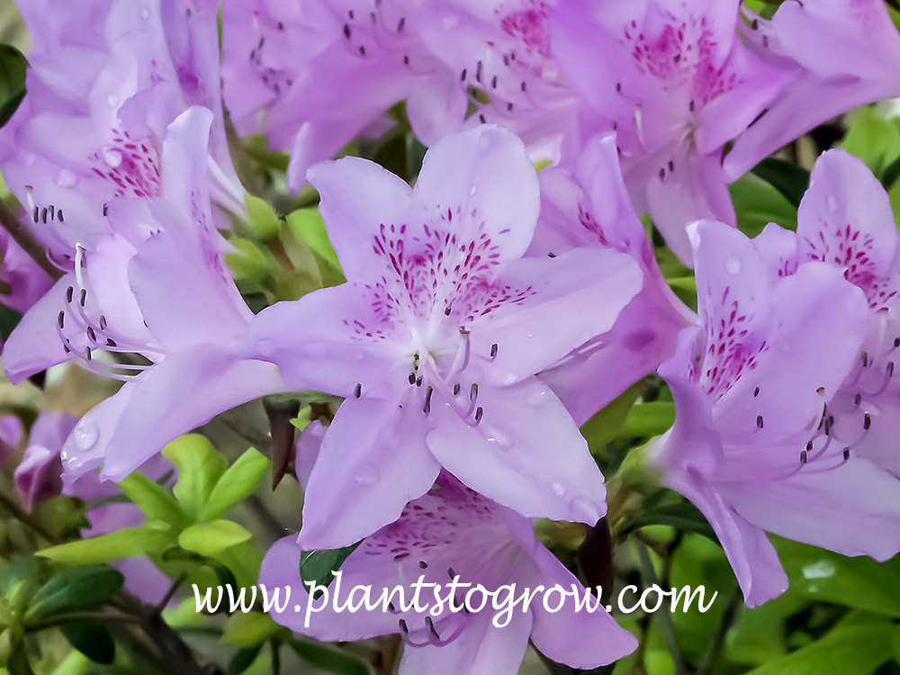 Korean Rhododendron (rhododendron yedoense var. pouchanense) | Plants ...