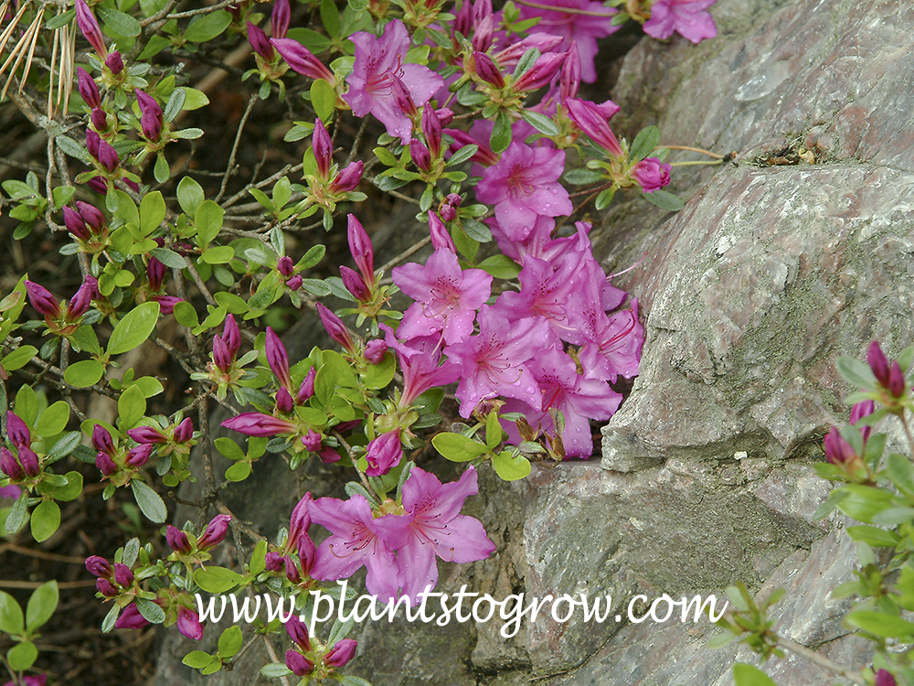 Compact Korean Rhododendron Rhododendron yedoense var poukhanense ...