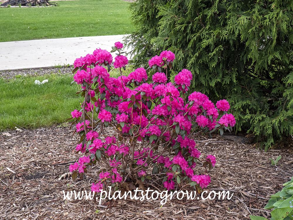 PJM Elite Rhododendron | Plants To Grow Plants Database by Paul S. Drobot