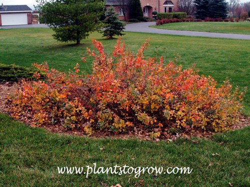 Lo-Grow Sumac (Rhus aromatica) | Plants To Grow Plants Database by Paul ...