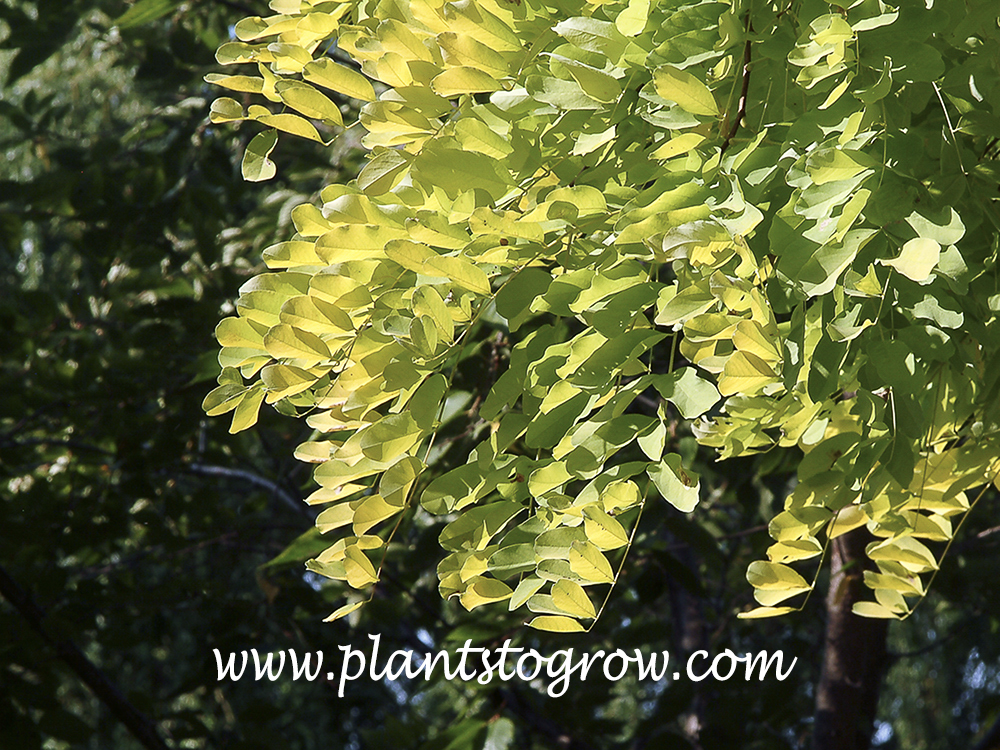 Frisia Back Locust (Robinia pseudoacacia) | Plants To Grow Plants ...