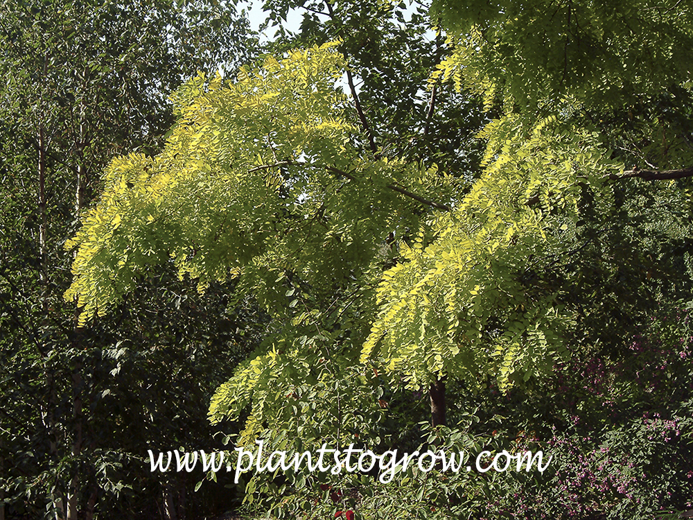 Frisia Back Locust (Robinia pseudoacacia) | Plants To Grow Plants ...