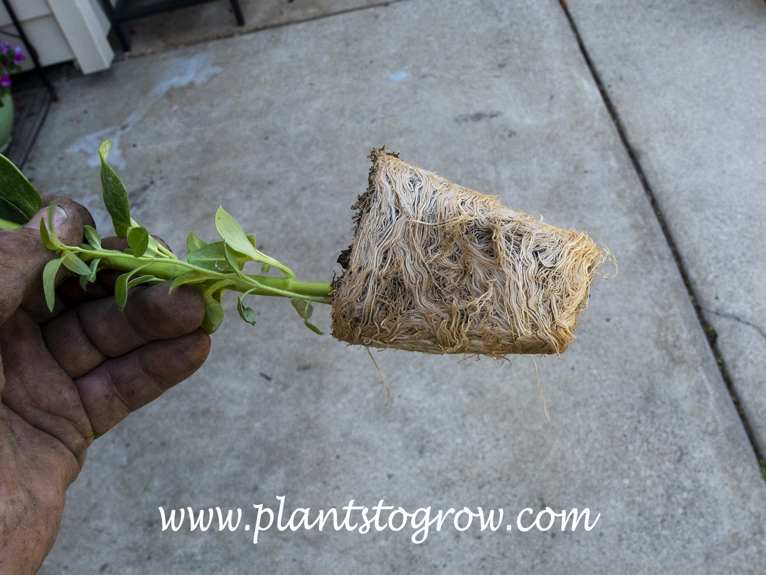 Root bound plants | Plants To Grow Plants Database by Paul S. Drobot