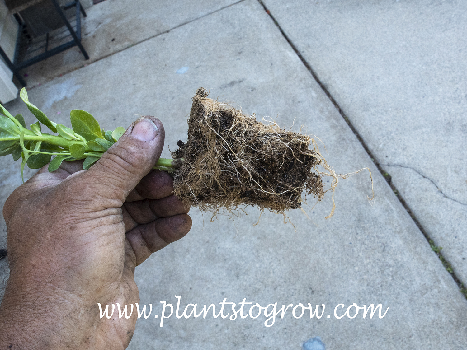 Root bound plants | Plants To Grow Plants Database by Paul S. Drobot