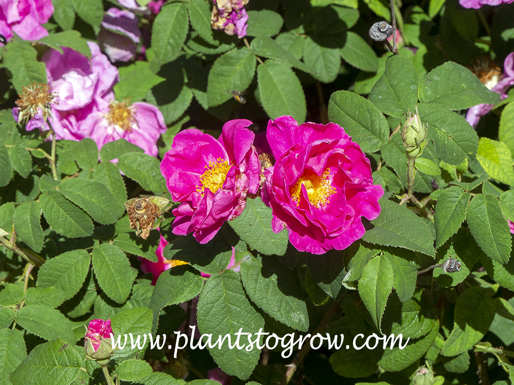 Apothecary’s Rose (Rosa gallica officinalis) | Plants To Grow Plants ...