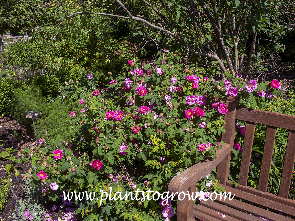 Apothecary’s Rose (Rosa gallica officinalis) | Plants To Grow Plants ...