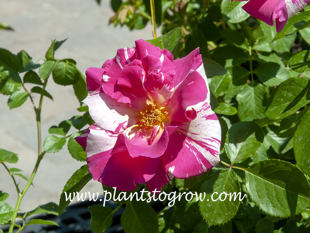 Candy Land Climbing Rose | Plants To Grow Plants Database by Paul S. Drobot