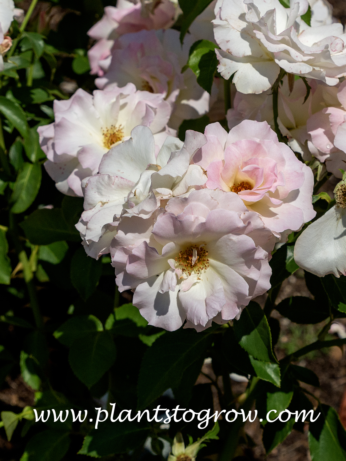 Charles Aznavour Rose (Rosa) | Plants To Grow Plants Database by Paul S ...