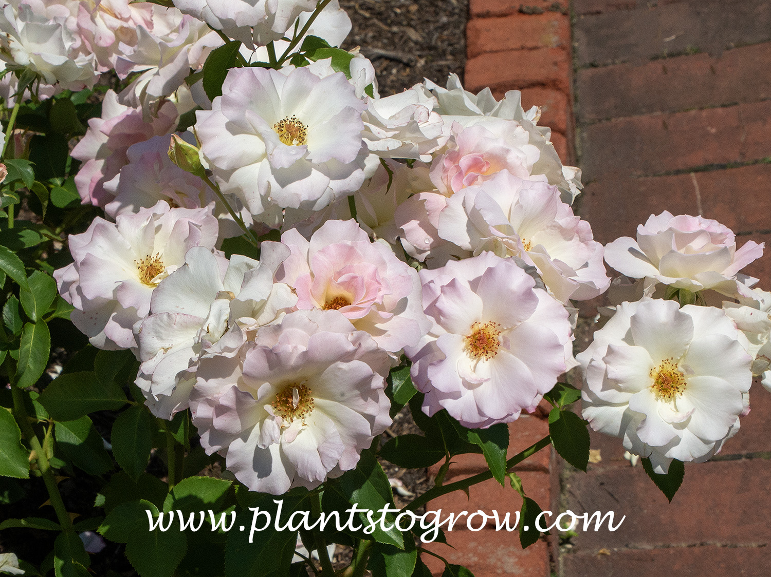 Charles Aznavour Rose (Rosa) | Plants To Grow Plants Database by Paul S ...
