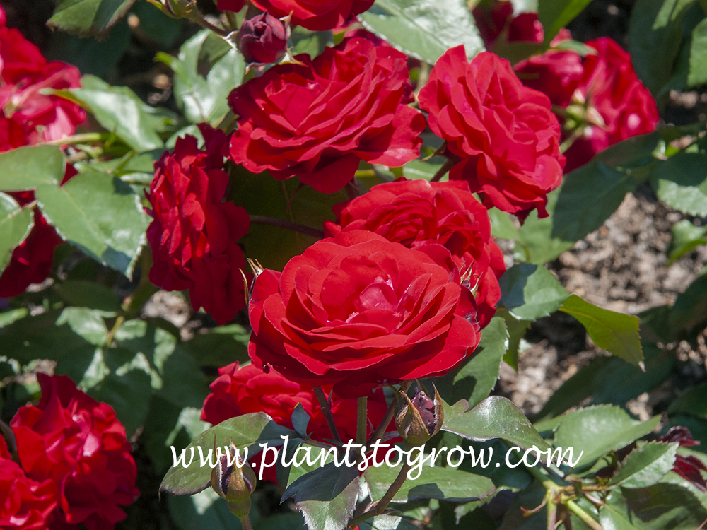 Europeana Rose (Rosa) | Plants To Grow Plants Database by Paul S. Drobot