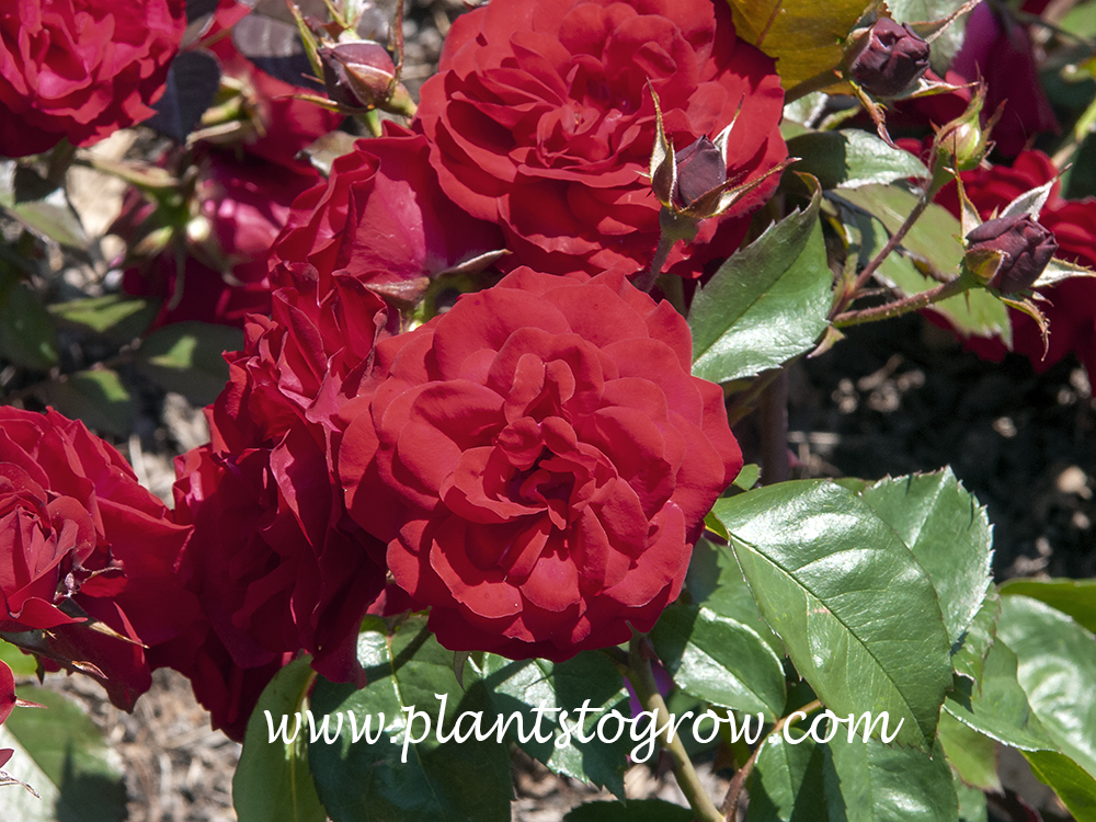 Europeana Rose (Rosa) | Plants To Grow Plants Database by Paul S. Drobot