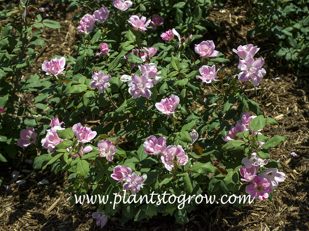 Blushing Knockout Rose (Rosa) | Plants To Grow Plants Database by Paul ...