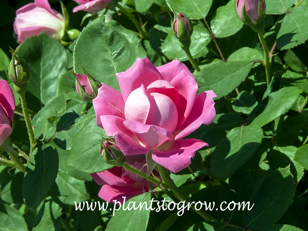 Double Knockout Pink Rose (Rosa) | Plants To Grow Plants Database by ...