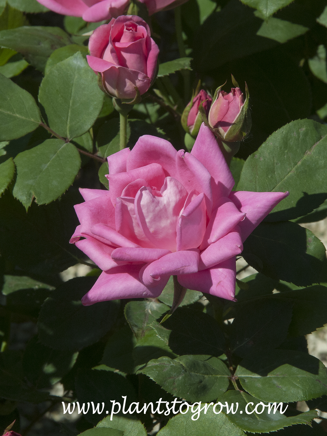 Double Knockout Pink Rose (Rosa) | Plants To Grow Plants Database by ...