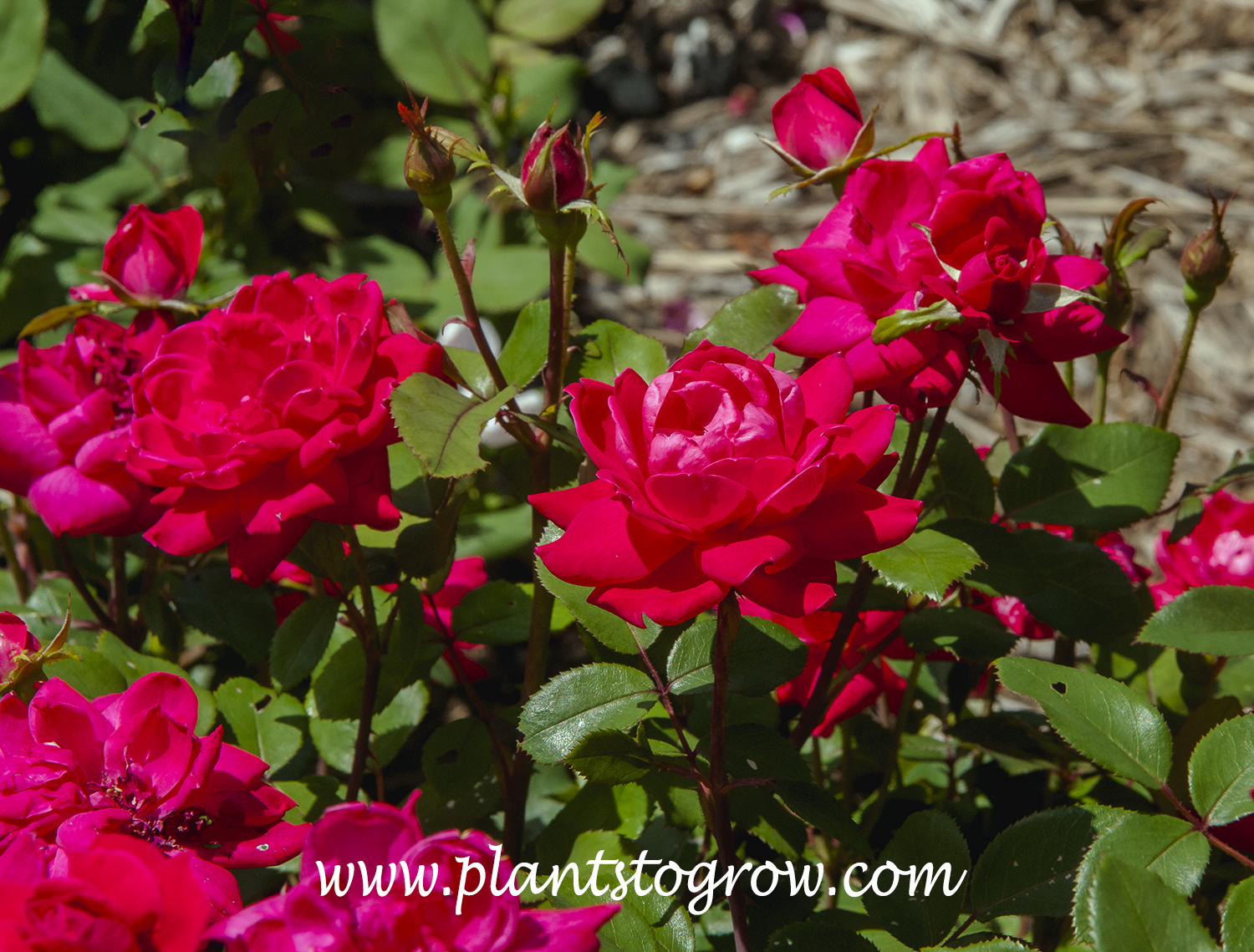 Double Knockout Red Rose | Plants To Grow Plants Database by Paul S. Drobot
