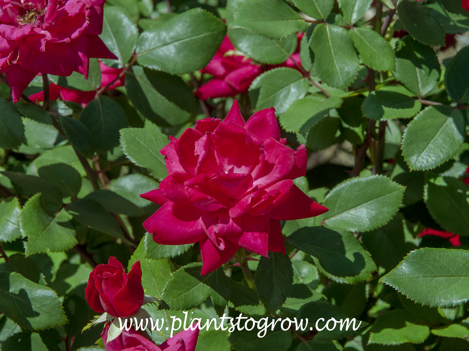 Double Knockout Red Rose | Plants To Grow Plants Database by Paul S. Drobot