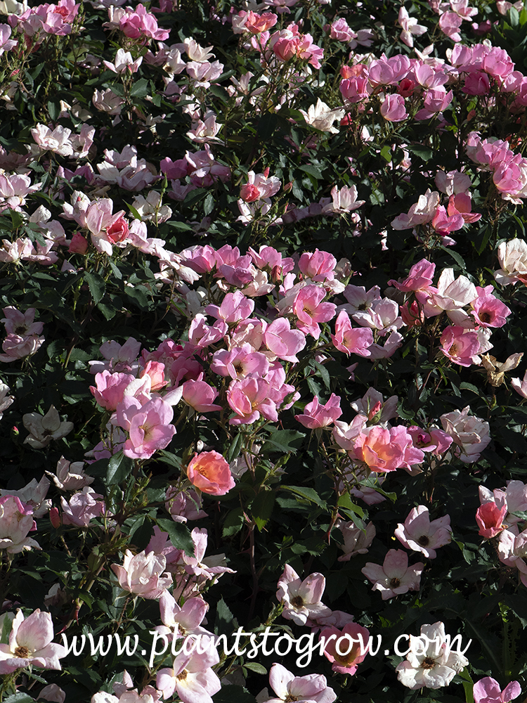 Rainbow Knockout Rose (Rosa) | Plants To Grow Plants Database by Paul S ...