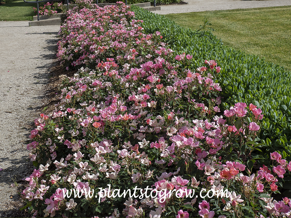 Rainbow Knockout Rose (Rosa) | Plants To Grow Plants Database by Paul S ...