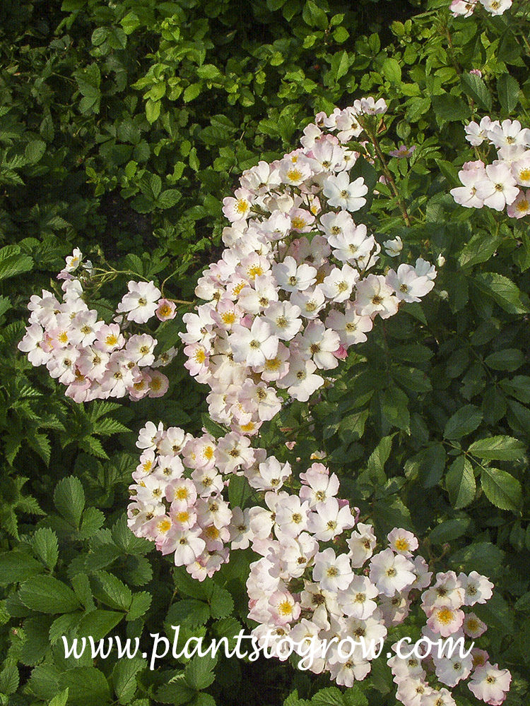 Ballerina’ Hybrid Musk Rose (Rosa) | Plants To Grow Plants Database by ...
