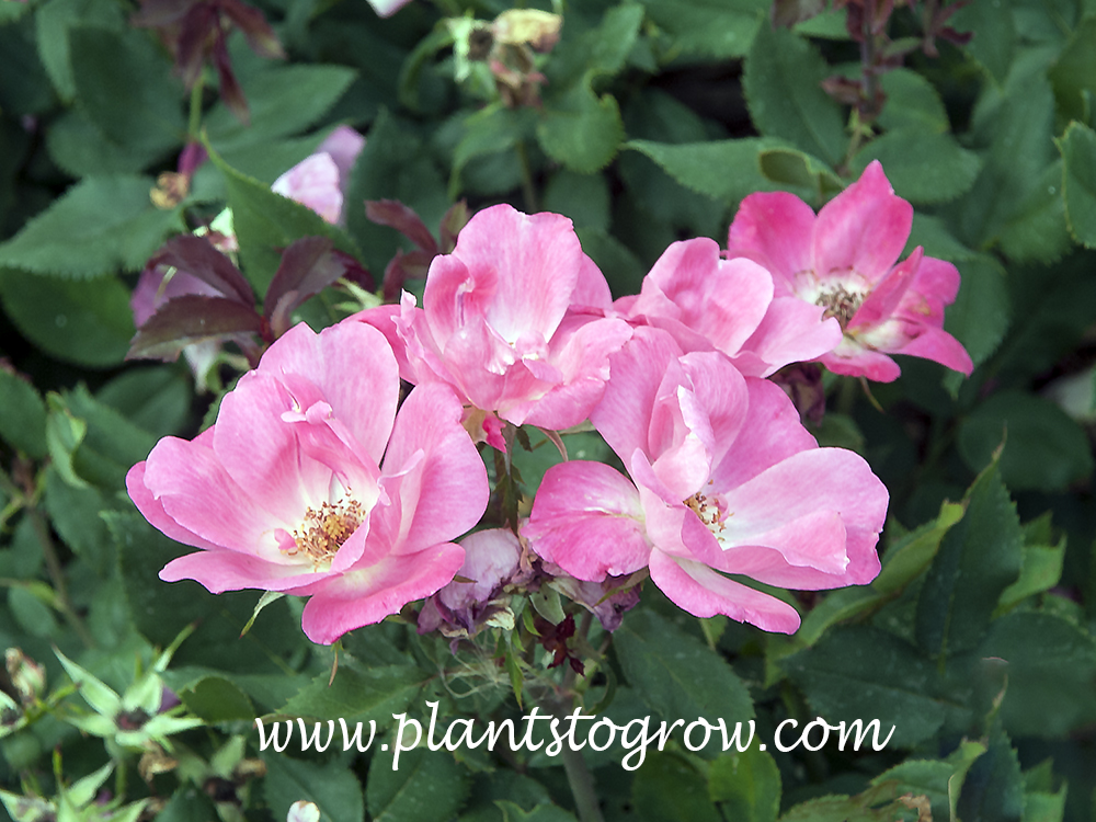 Pink Knockout Rose (Rosa) | Plants To Grow Plants Database by Paul S ...