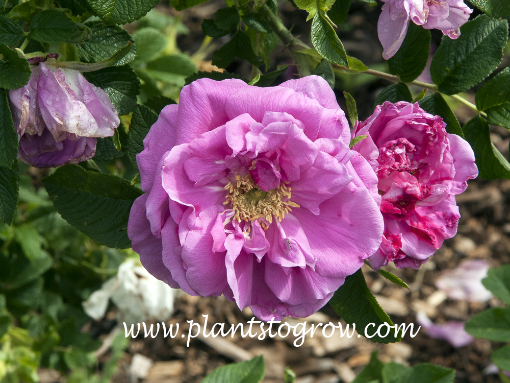 Pink Pavement Rose (Rosa rugosa) | Plants To Grow Plants Database by ...