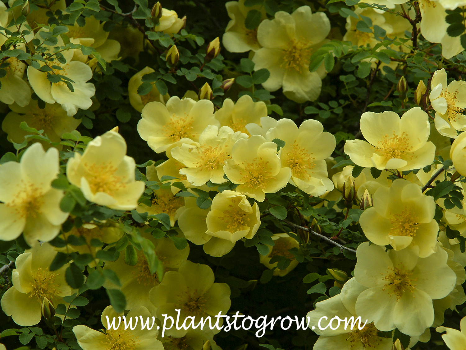 Father Hugo Rose (Rosa hugonis) | Plants To Grow Plants Database by ...