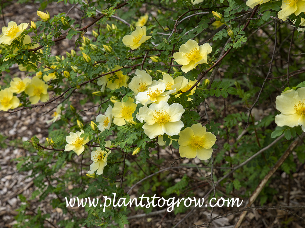 Incense Rose (Rosa primula) | Plants To Grow Plants Database by Paul S ...