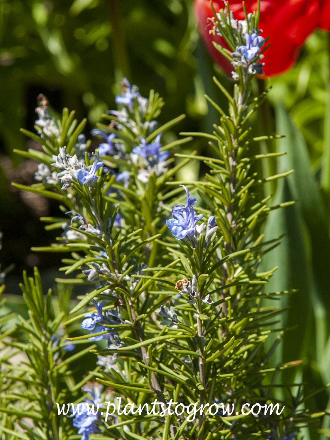 Tuscan Blue Rosemary (Rosmarinus officinalis) is a tender shrub from ...