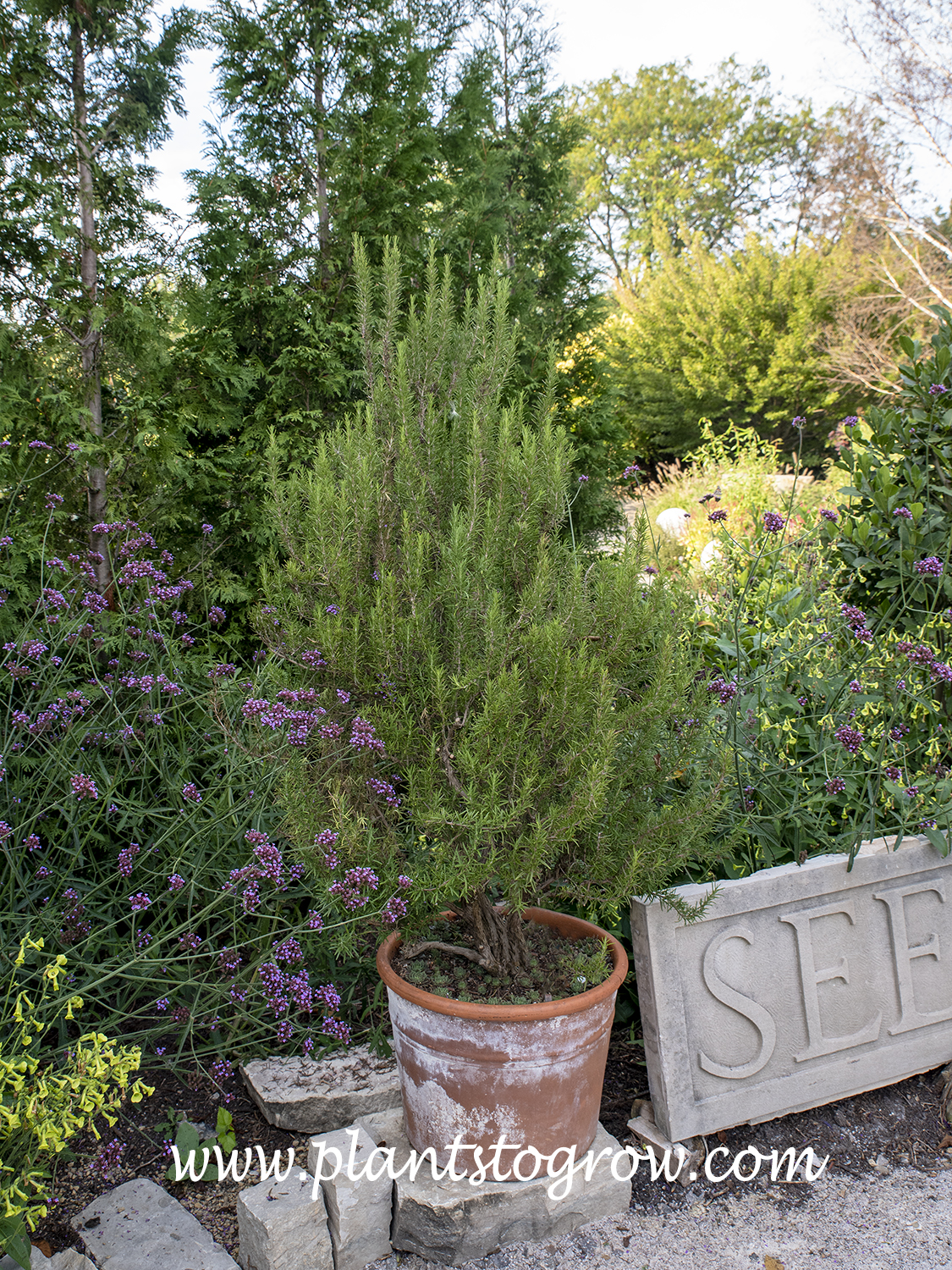 Tuscan Blue Rosemary (Rosmarinus officinalis) is a tender shrub from ...