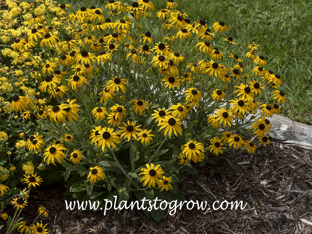 American Gold Rush Rudbeckia (Rudbeckia) | Plants To Grow Plants ...