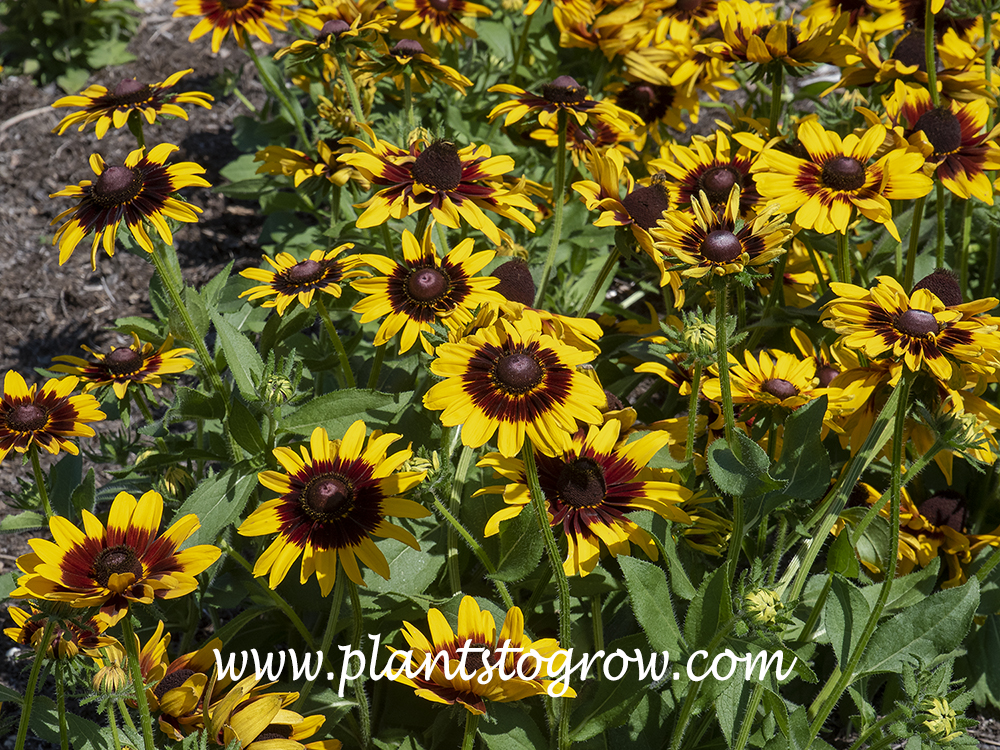 Toto Rudbeckia (Rudbeckia hirta) | Plants To Grow Plants Database by ...
